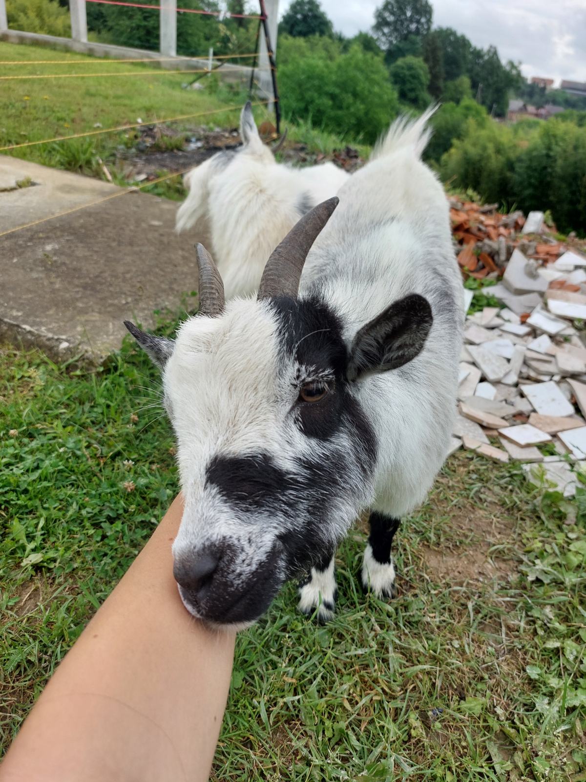 Mini kozice in kozlički