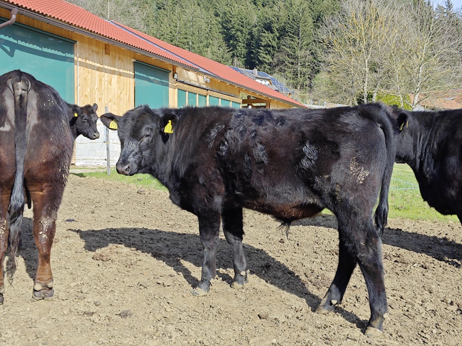 Angus plemenski bik (AAG/WAG)