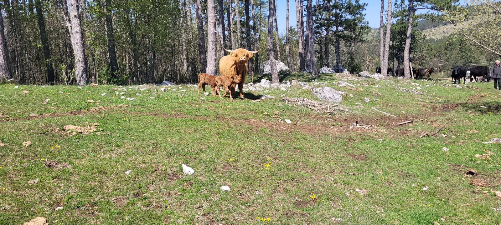škot