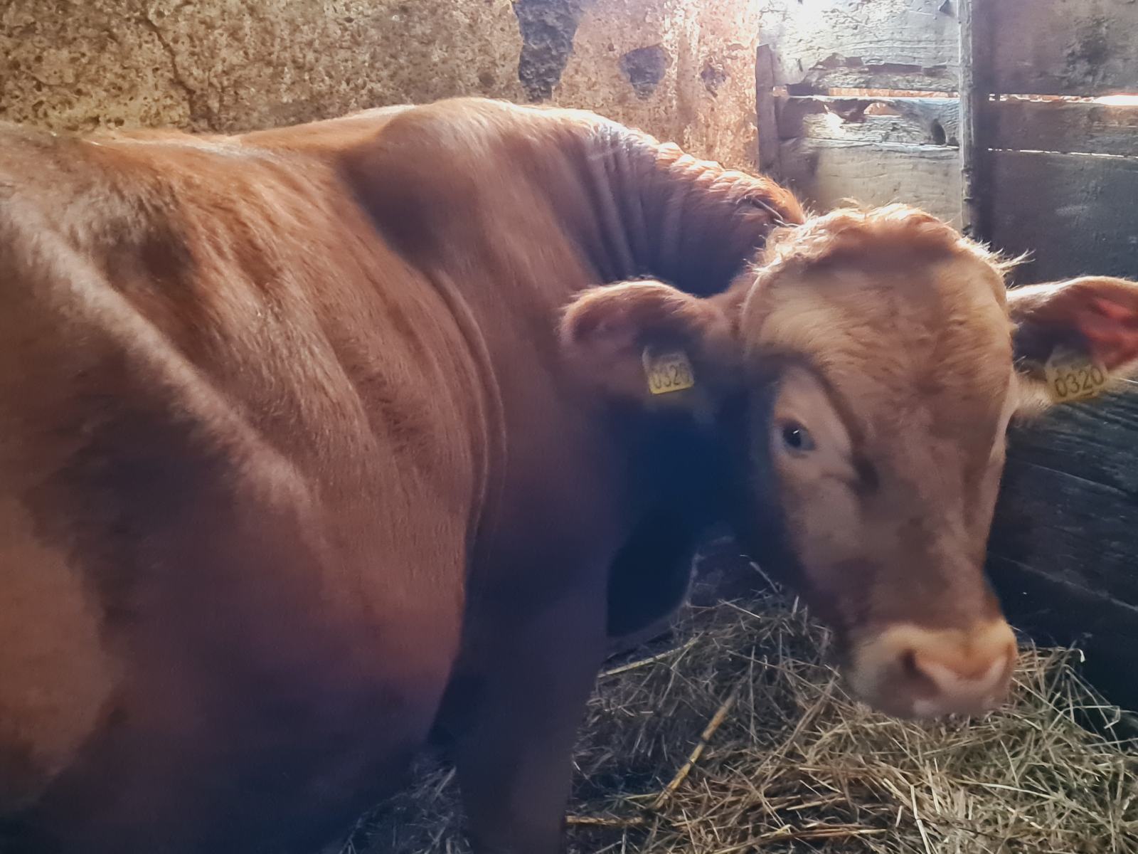 Limuzin Bik in bikec