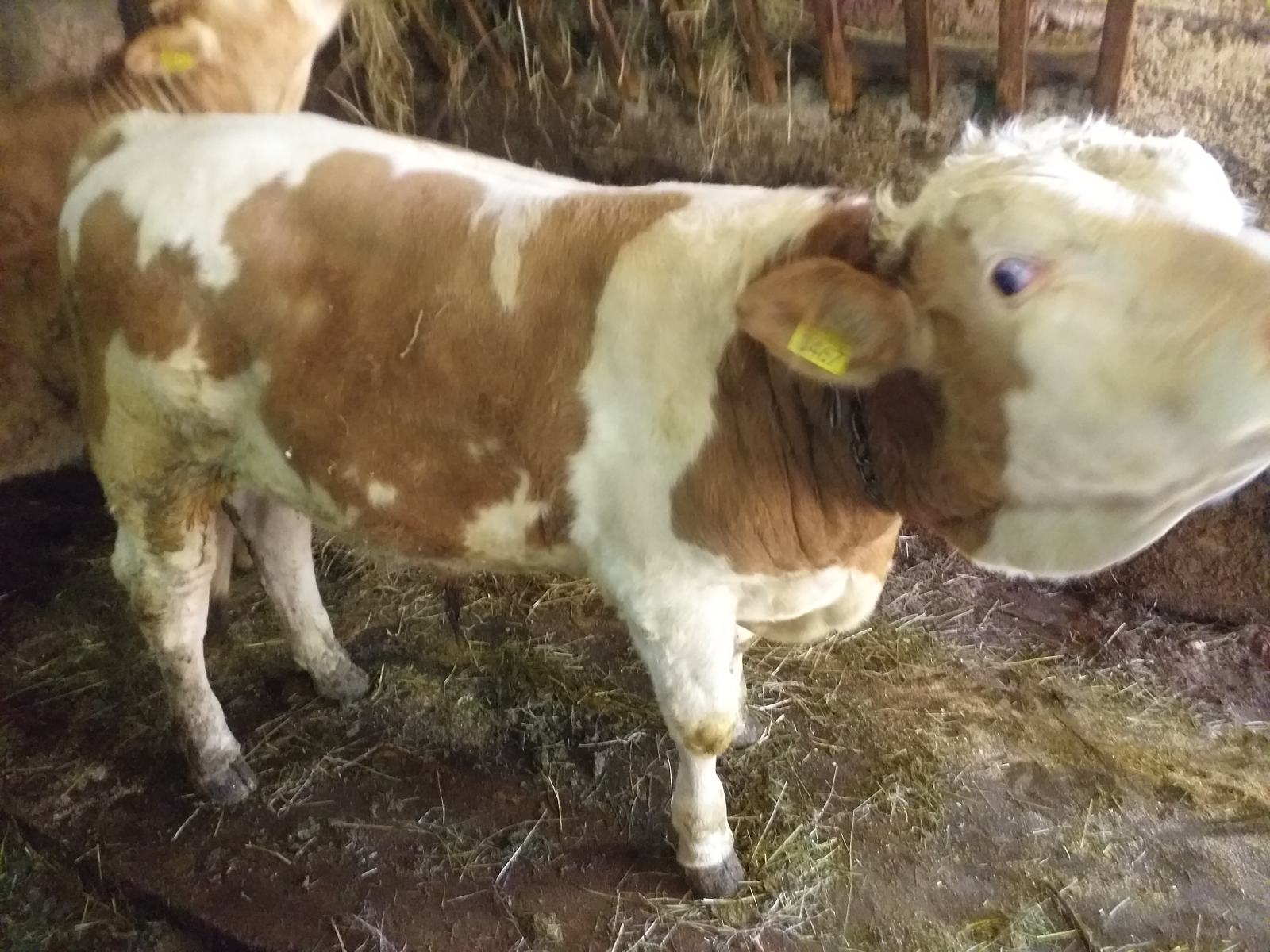 BIK plemenski Simental