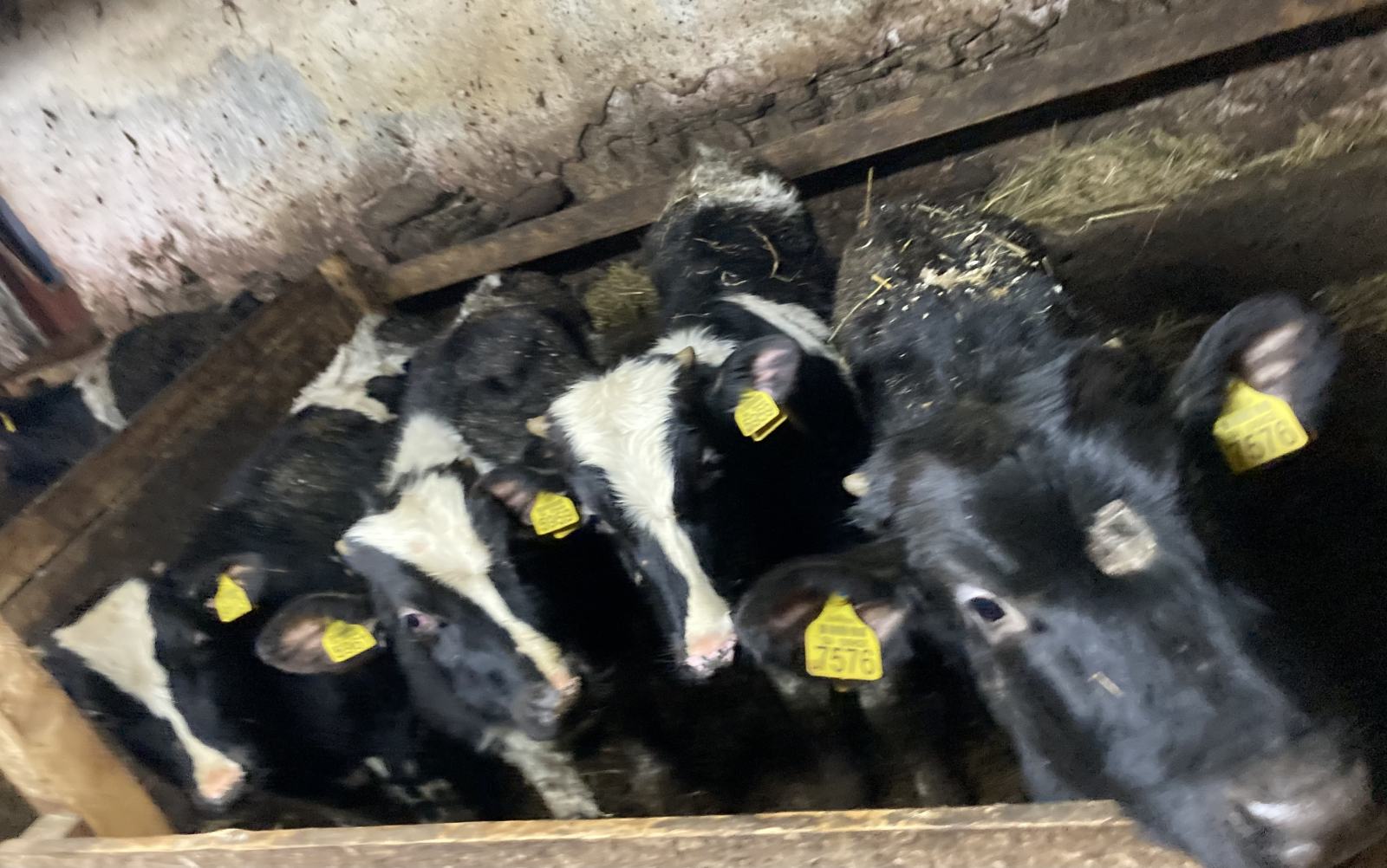 Bikci za rejo ali zakol