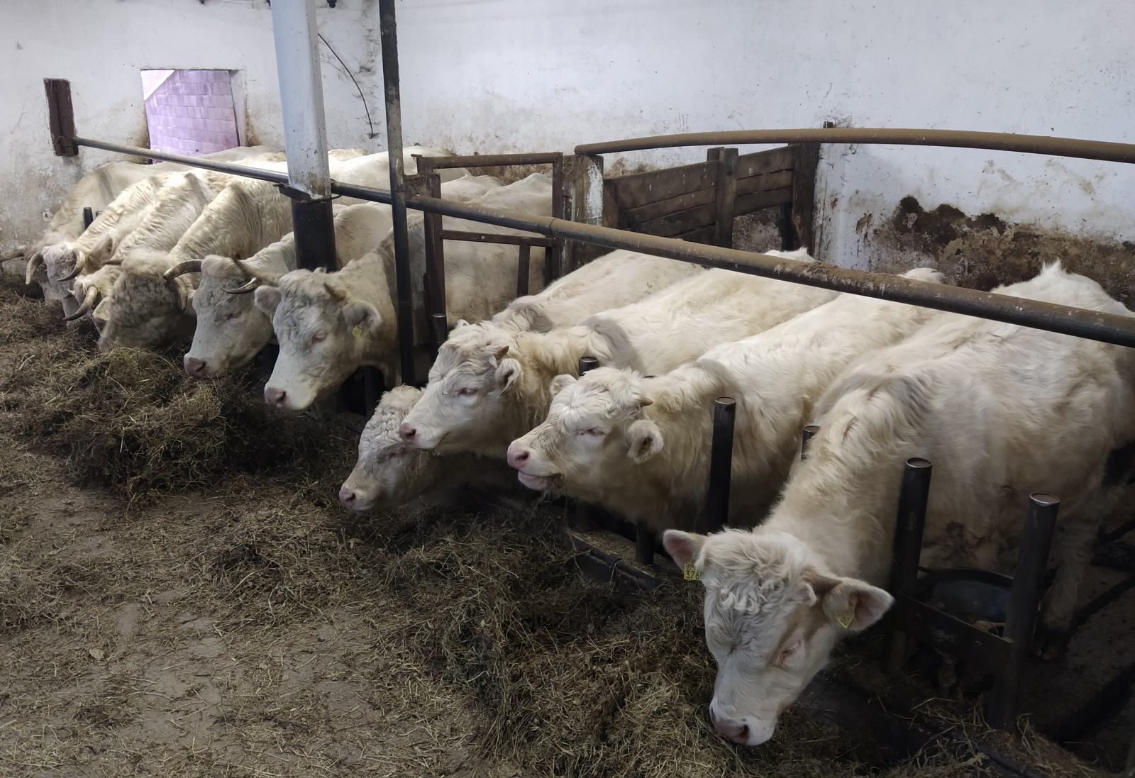 Bikci šarole 100% CHA