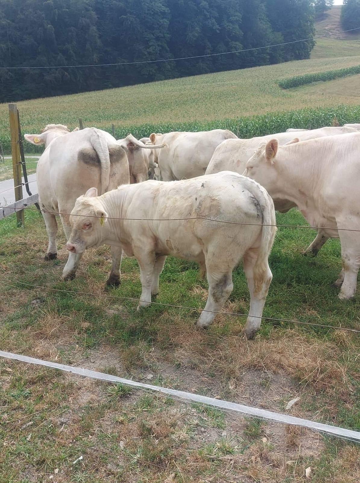 Biki Šarole (Charolais)