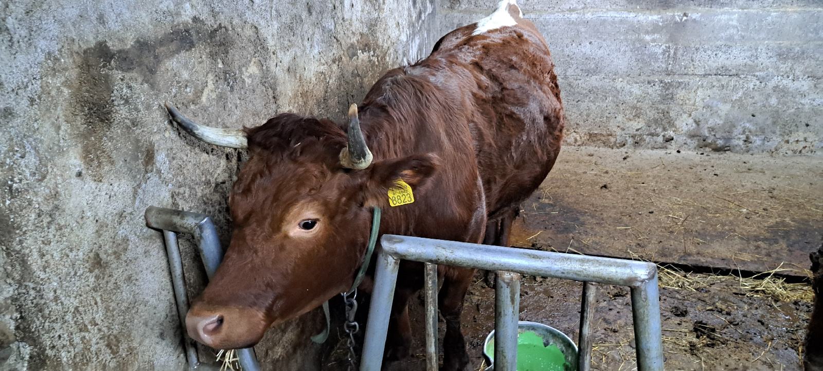 Breja cika in telica cika