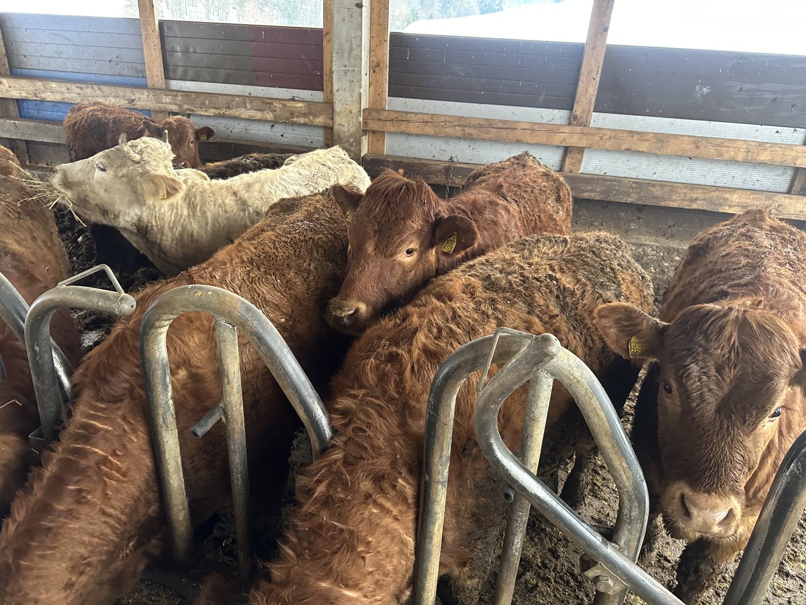 breji kravi ali telice