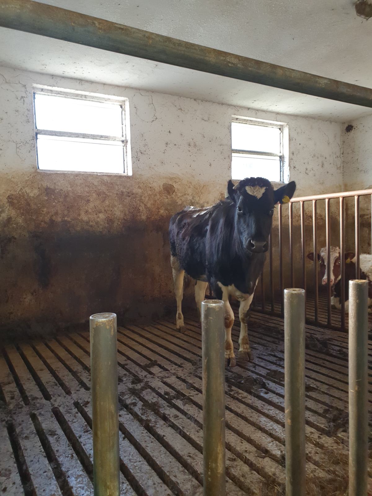 Breji plemenski telici