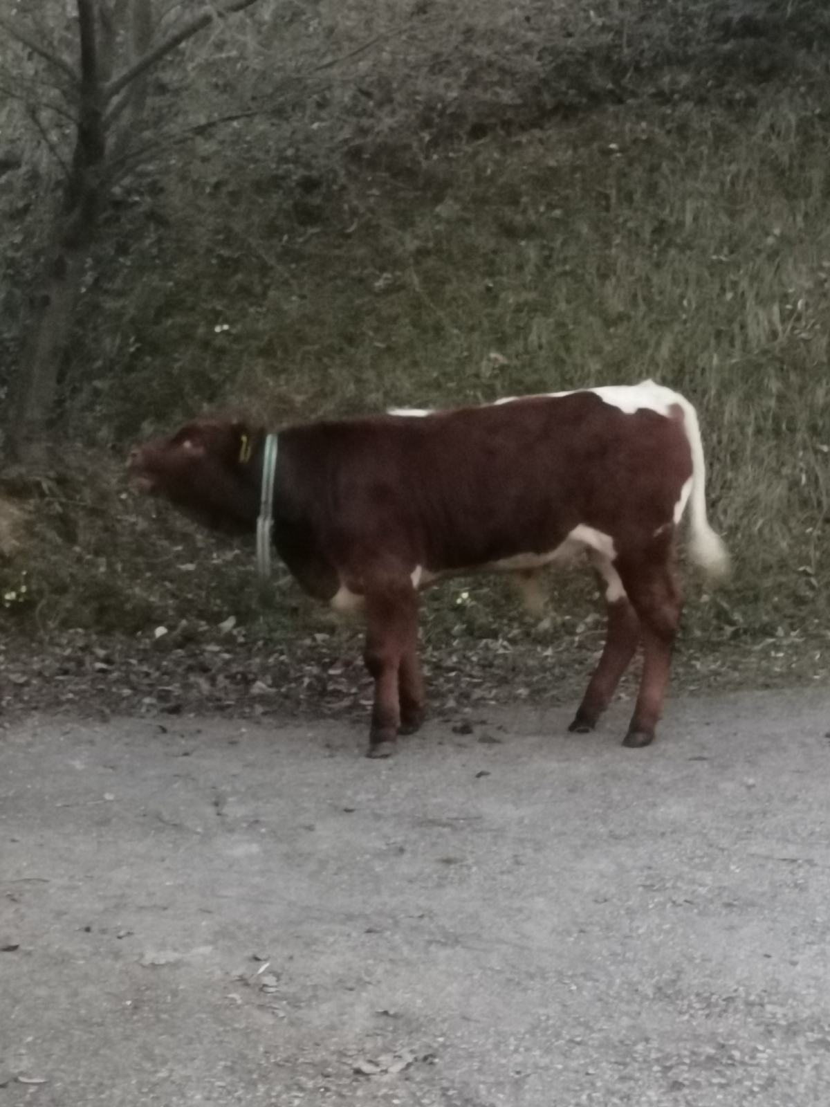 Cikasto govedo - bik