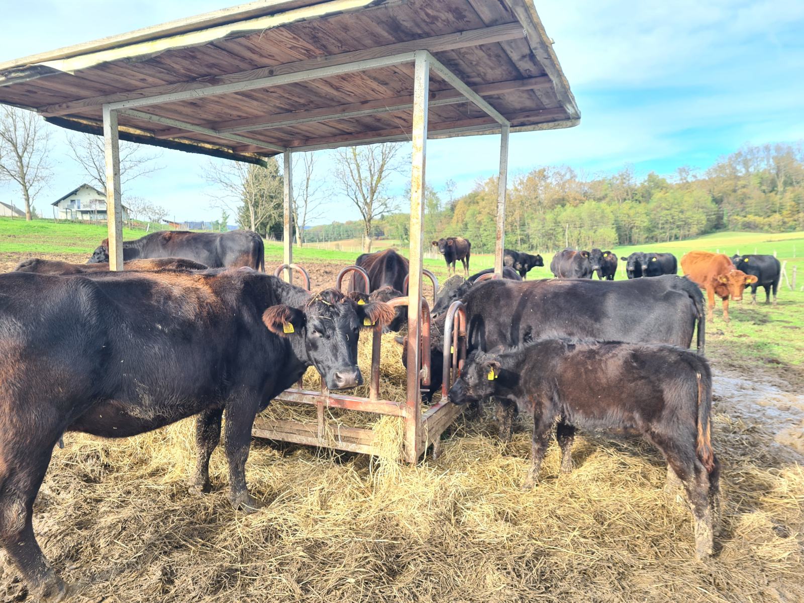 Čreda Aberdeen Angus goveda