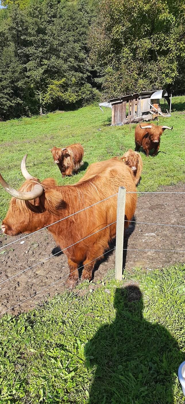 Čreda škotskega goveda-UGODNO