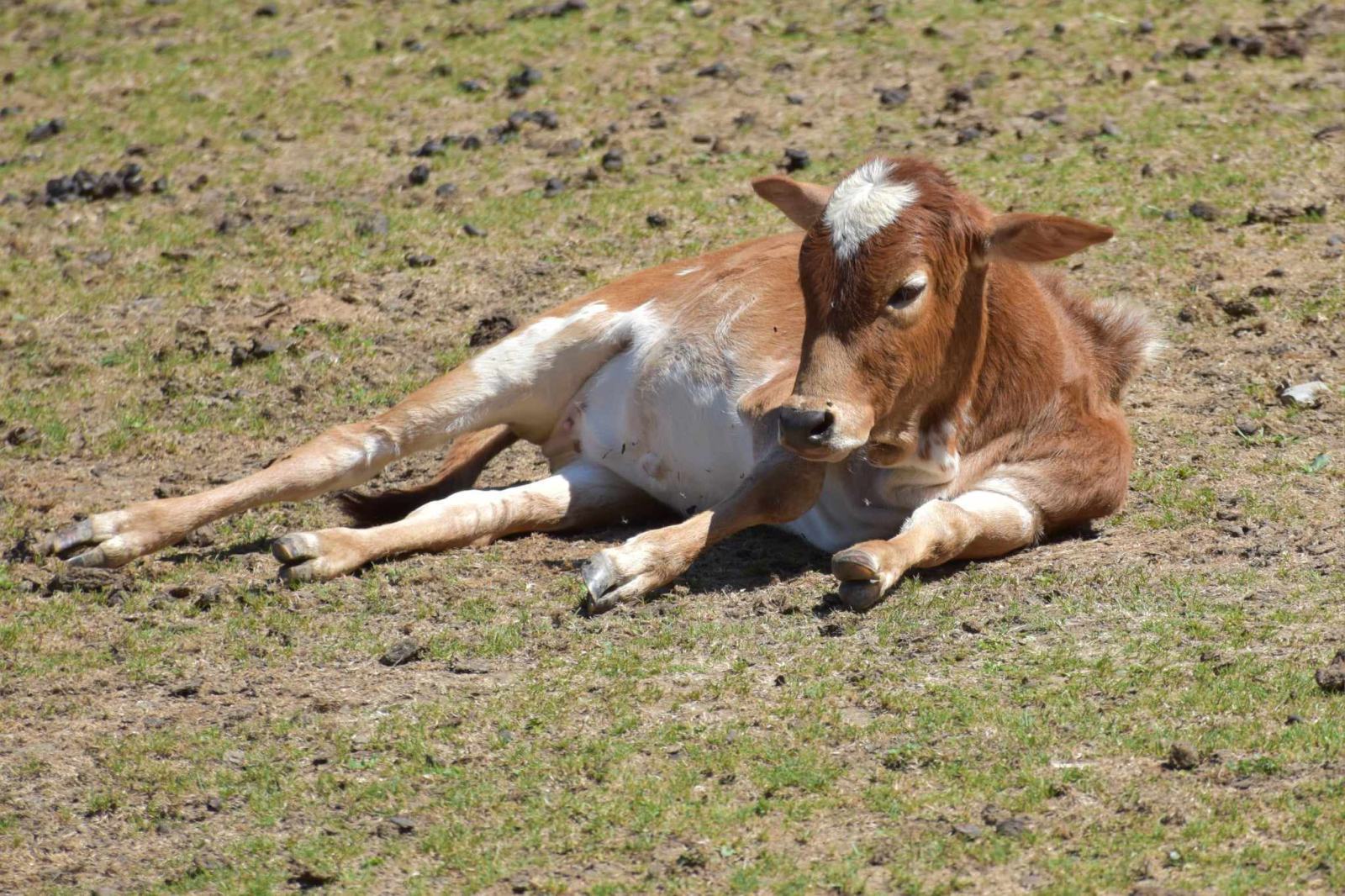 Govedo,krava, mini pritlikavi indijski zebu