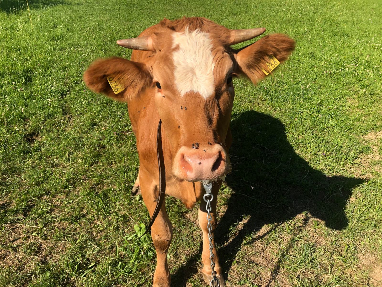 Mlada krava - telica