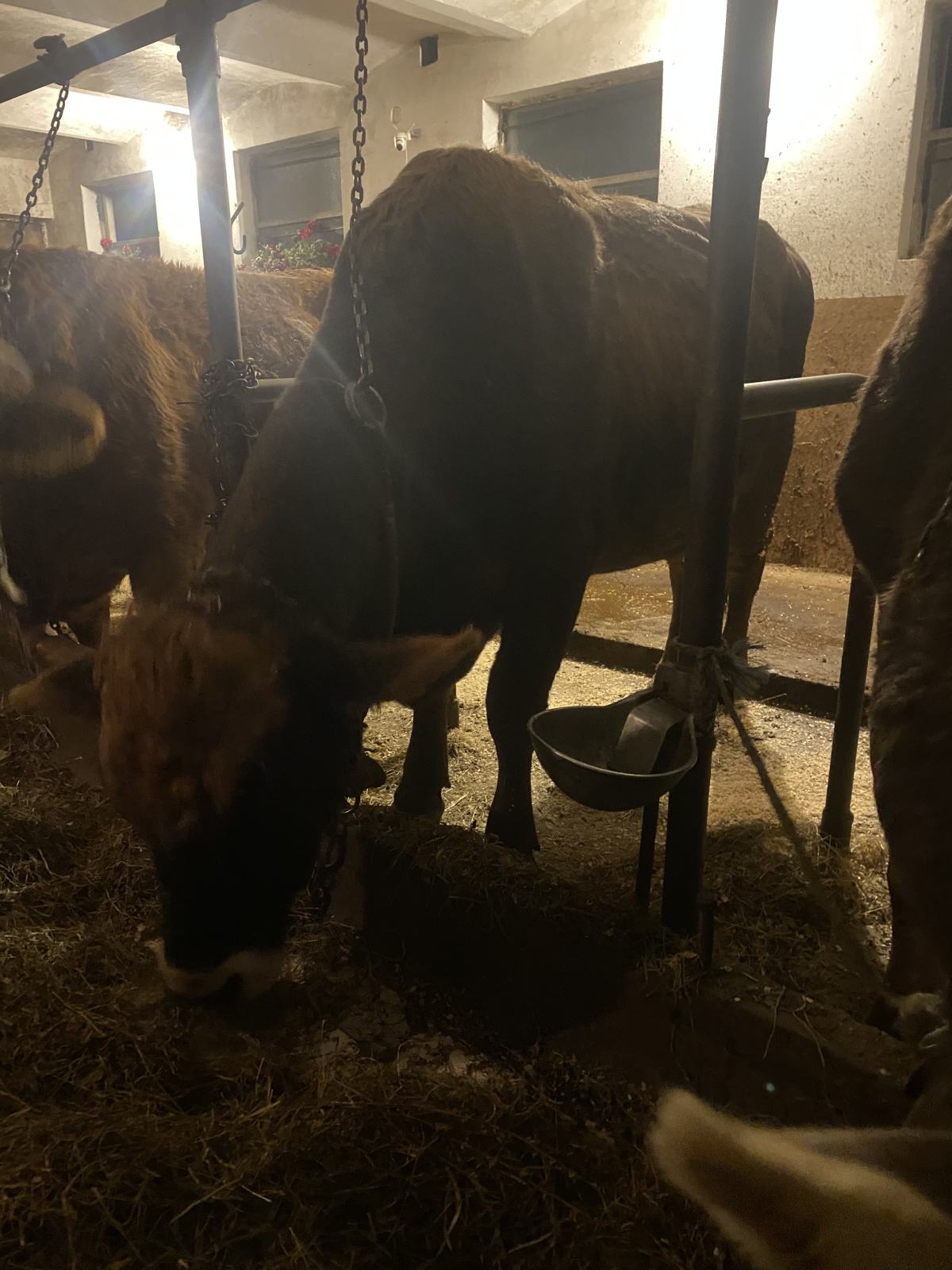 Krava dojilja, breja, LIM/RJ