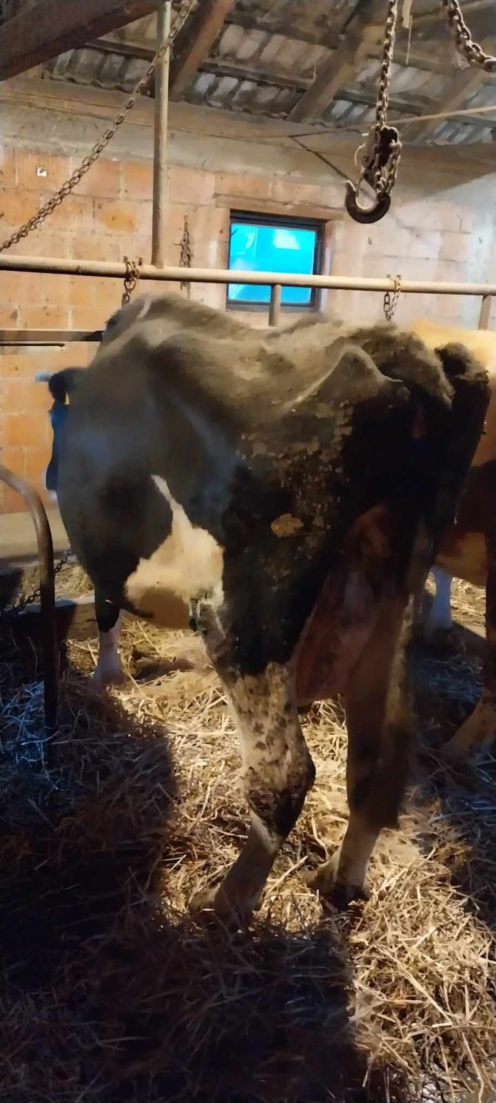 Krava holstein za zakol