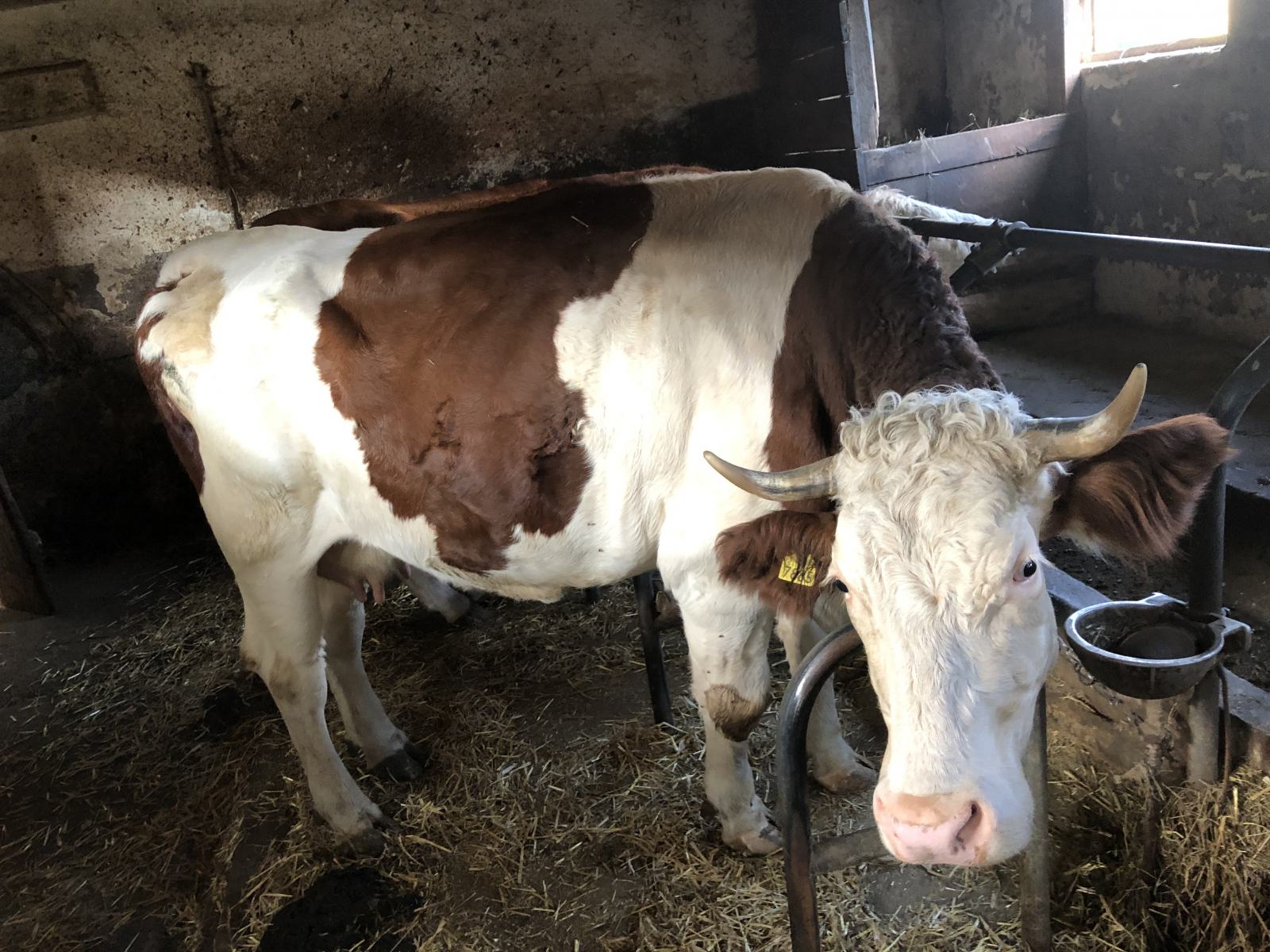 krava simentalka breja