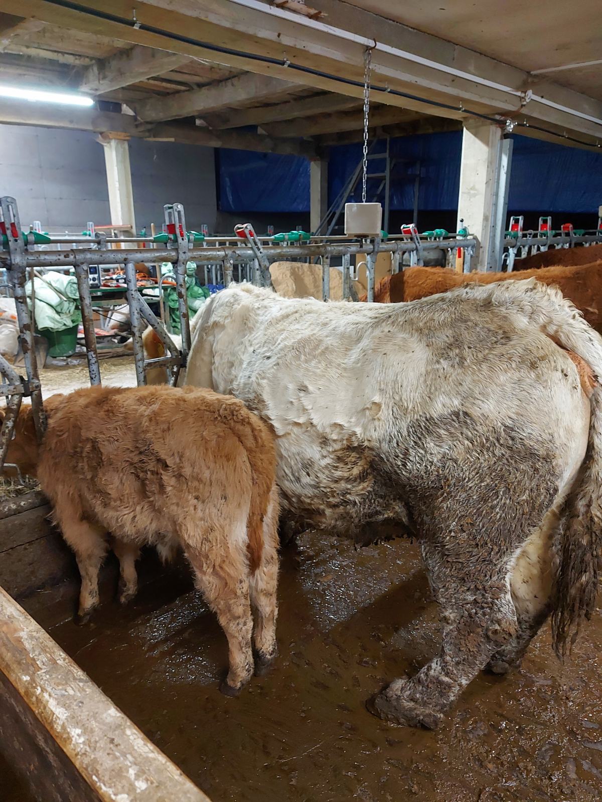 Krave šarole in limuzin
