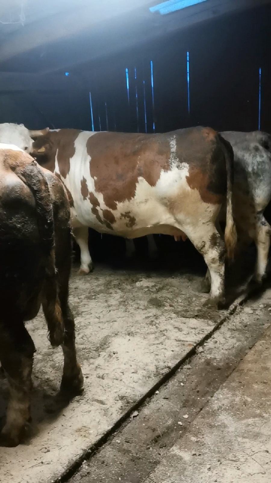 KUPIM DEBELE KRAVE IN TELICE ZA ZAKOL (PLAČILO TAKOJ)