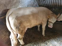 KUPIM DEBELE KRAVE IN TELICE ZA ZAKOL, TER JALOVE KRAVE ZA NA PAŠO!!