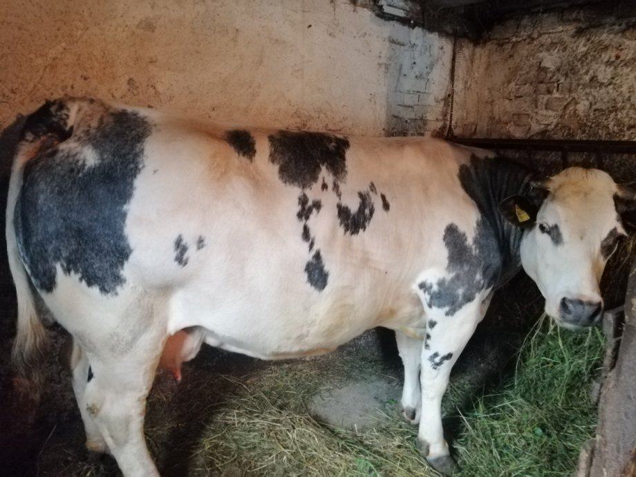 KUPIM DEBELE MASTNE KRAVE IN TELICE ZA ZAKOL.