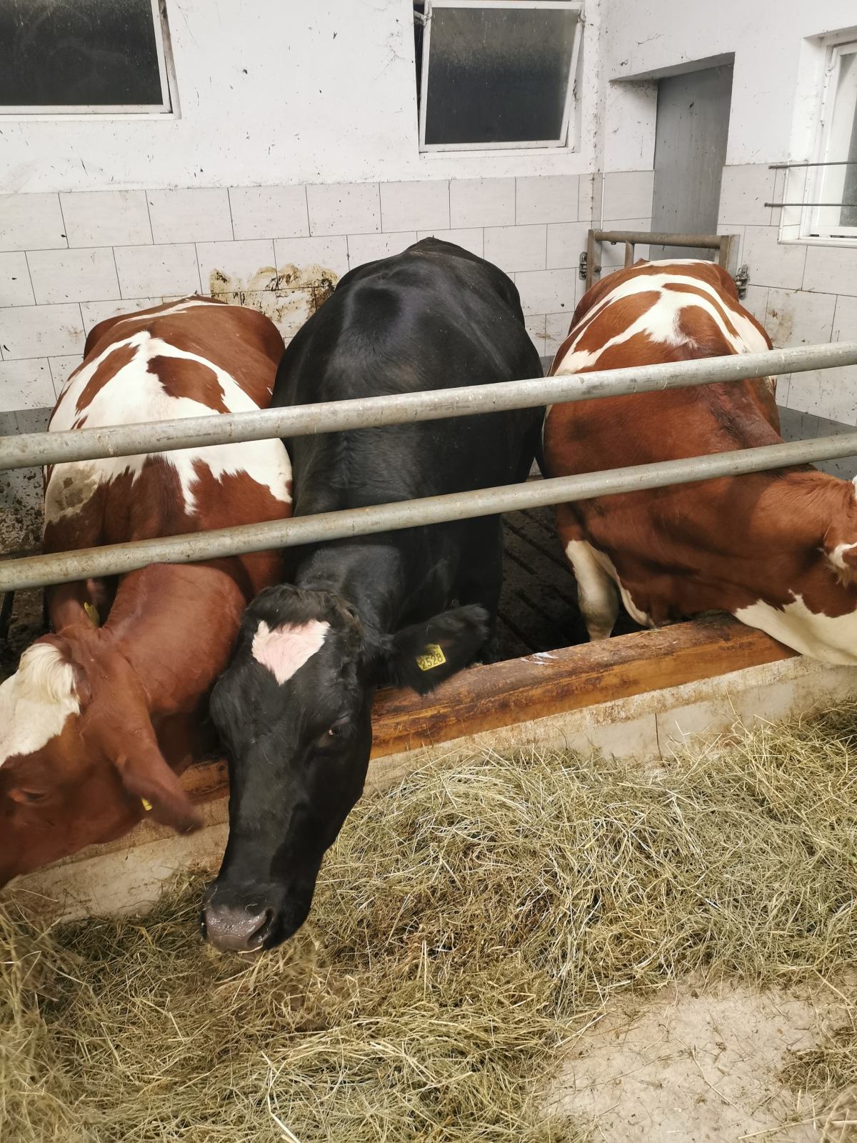 KUPIM JALOVE KRAVE ALI TELICE ZA ZAKOL!!