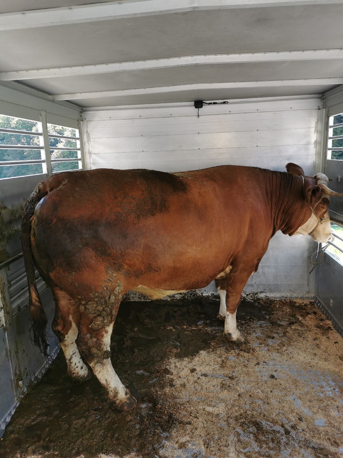 KUPIM JALOVE KRAVE IN TELICE ZA ZAKOL (PLAČILO TAKOJ)