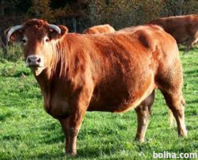 KUPIM KRAVE, TELICE, BIKE ZA ZAKOL ali DOPITANJE