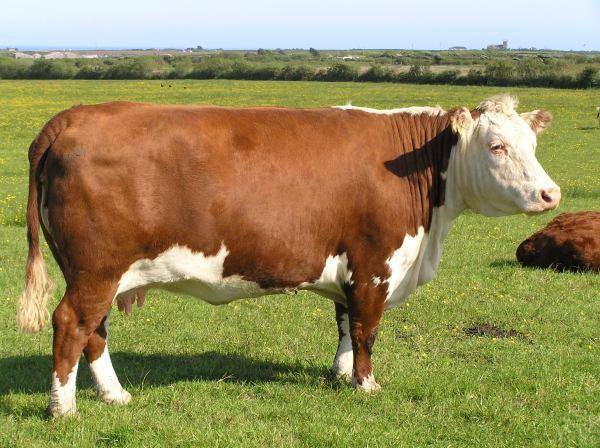 Kupim krave in telice za zakol ali dopitanje