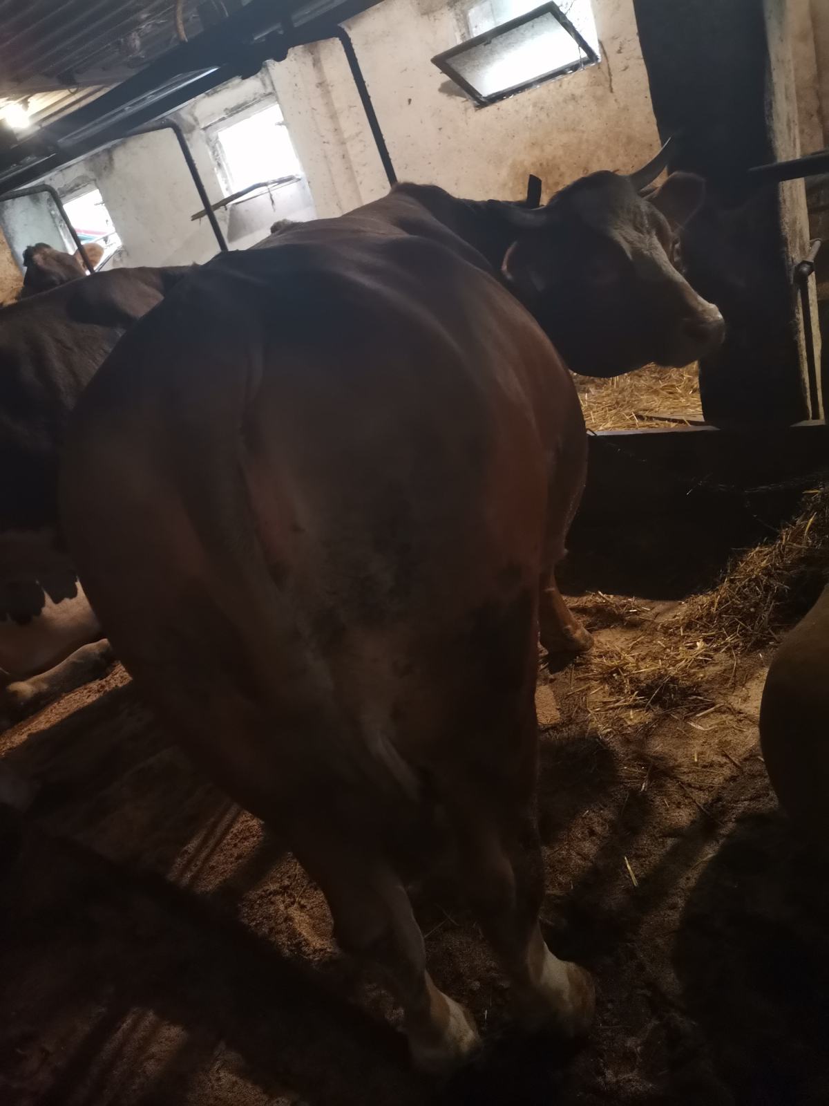 Kupim krave in telice za zakol ali nadaljno rejo plačilo takoj