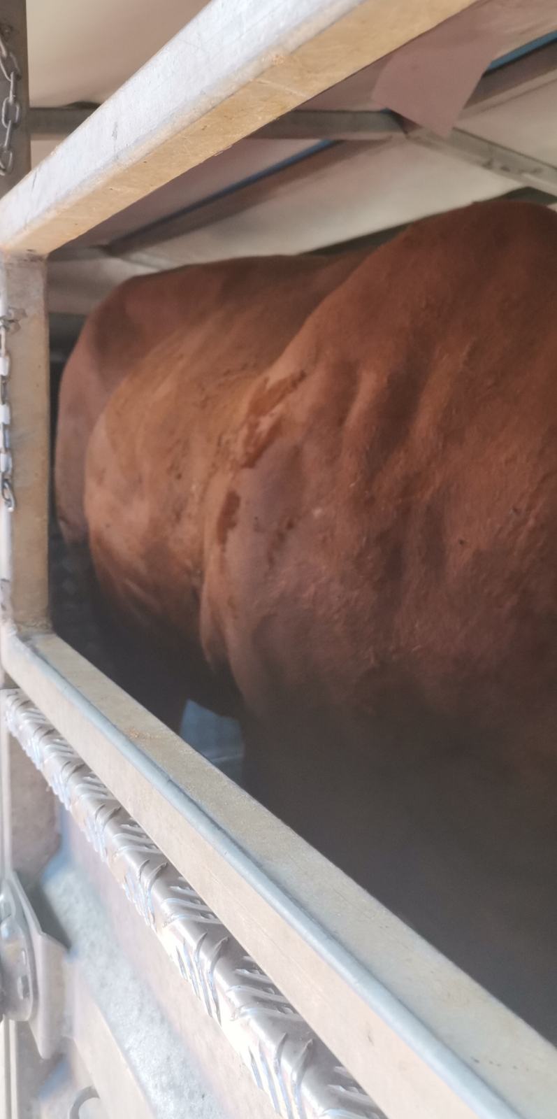 Kupim krave in telice za zakol ali nadaljno rejo plačilo takoj