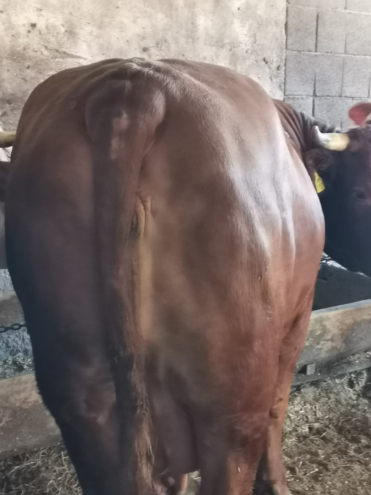 Kupim krave in telice za zakol plačilo takoj