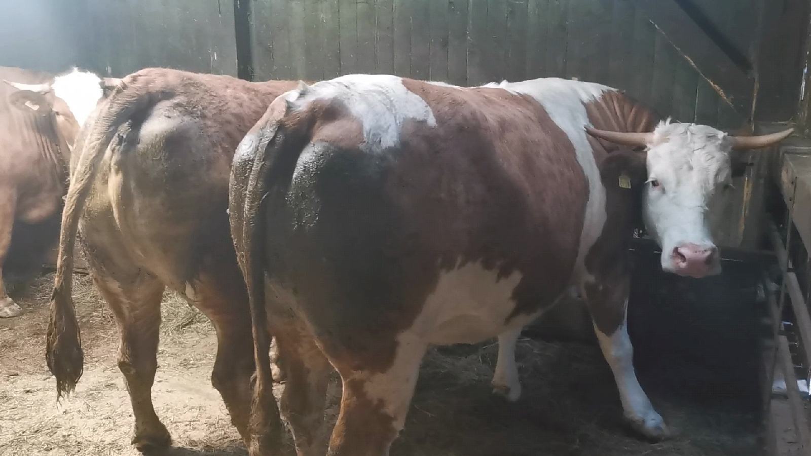 KUPIM KRAVE IN TELICE ZA ZAKOL (PLAČILO TAKOJ)