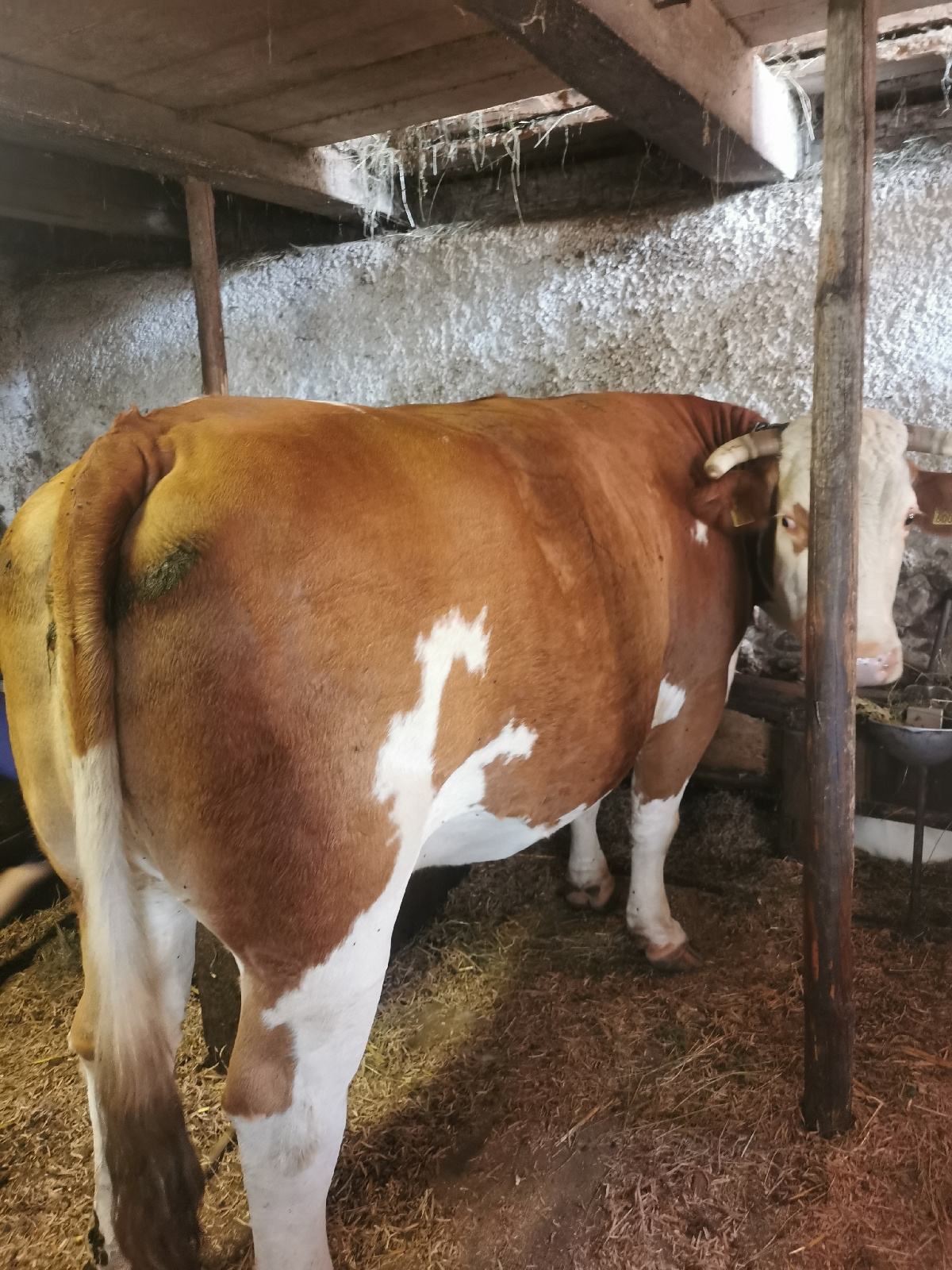 KUPIM KRAVE IN TELICE ZA ZAKOL (PLAČILO TAKOJ)