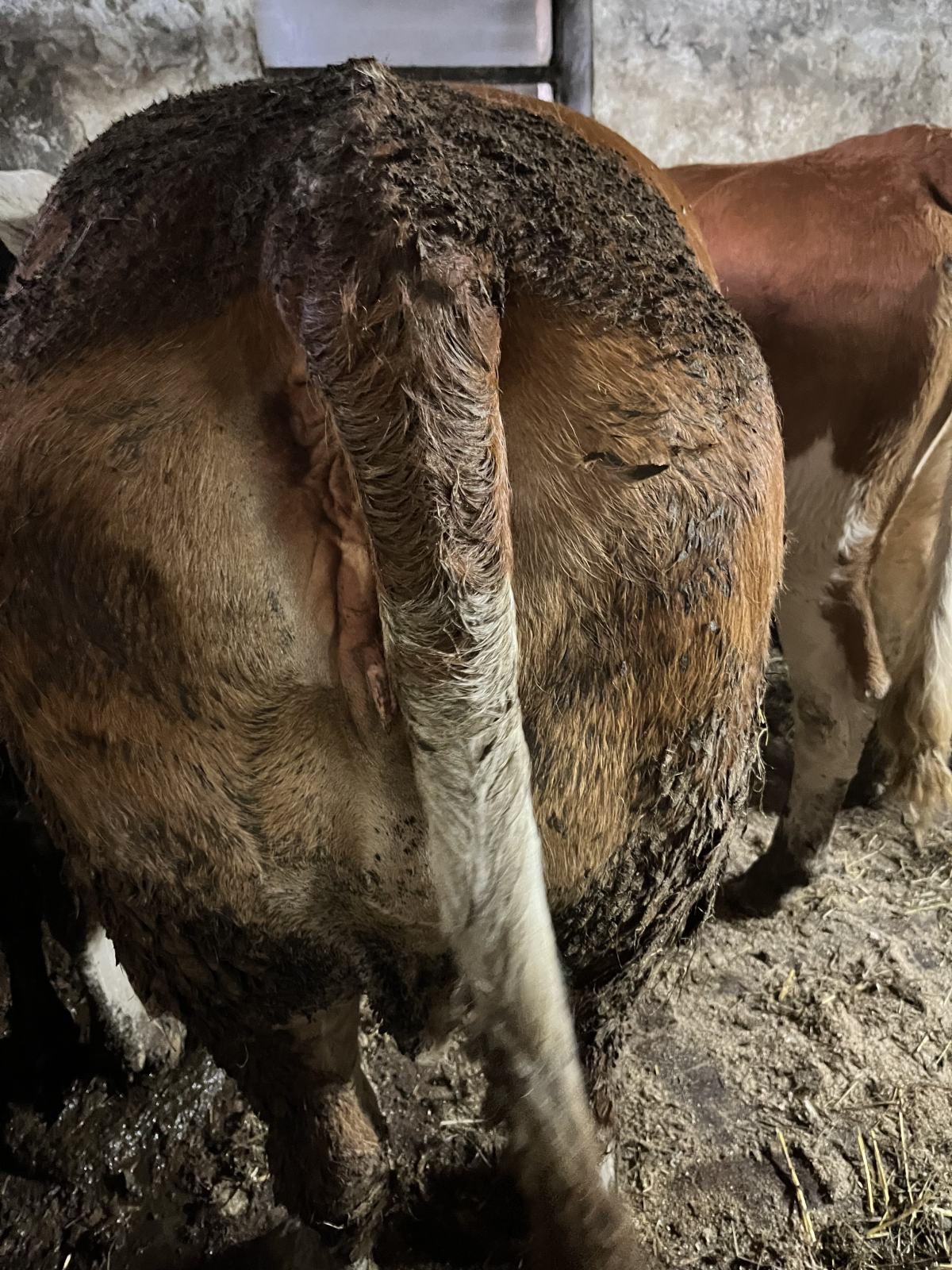 Kupim krave in telice za zakol placilo takoj