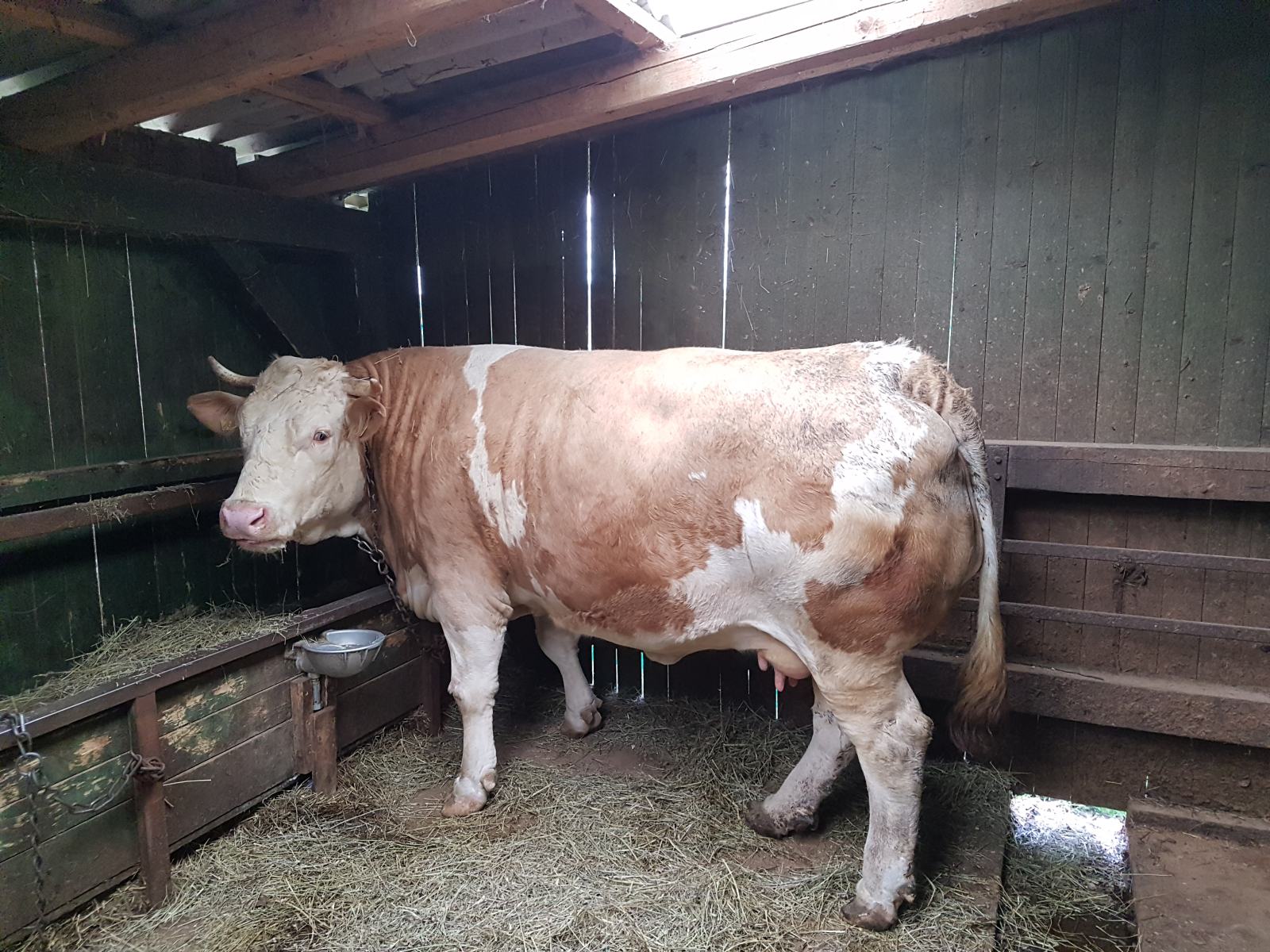 KUPIM KRAVE IN TELICE ZA ZAKOL (PLAČILO TAKOJ)