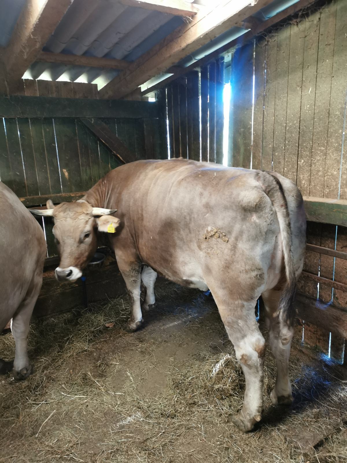 KUPIM KRAVE IN TELICE ZA ZAKOL (PLAČILO TAKOJ)