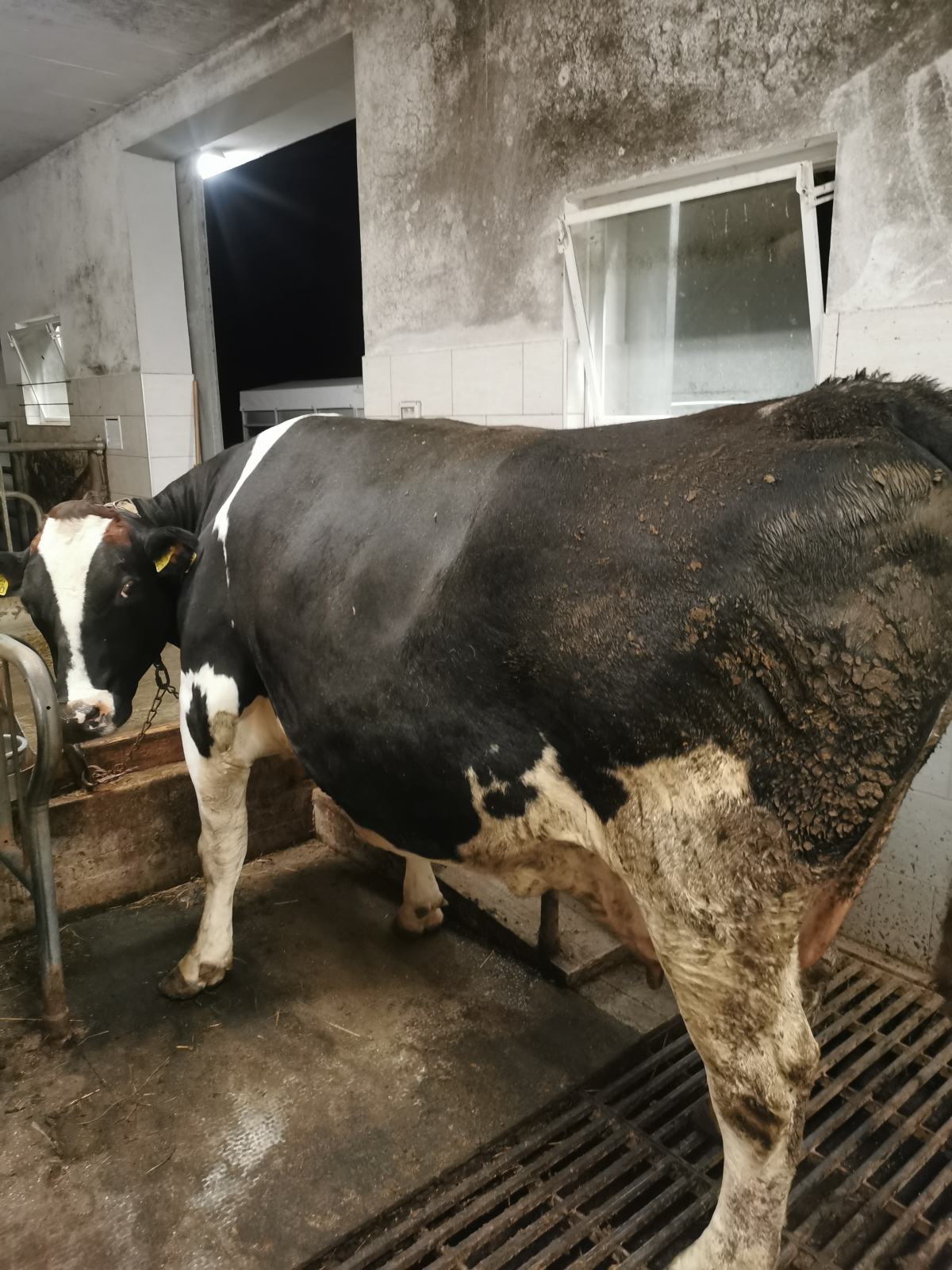 KUPIM KRAVE IN TELICE ZA ZAKOL (PLAČILO TAKOJ)