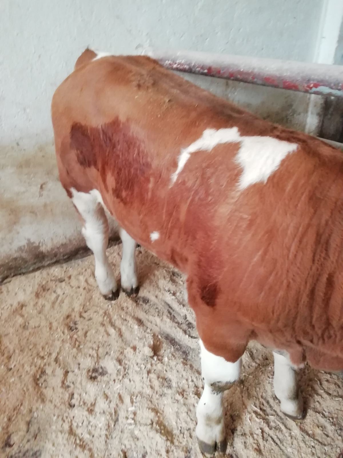 KUPIM KRAVE IN TELICE ZA ZAKOL