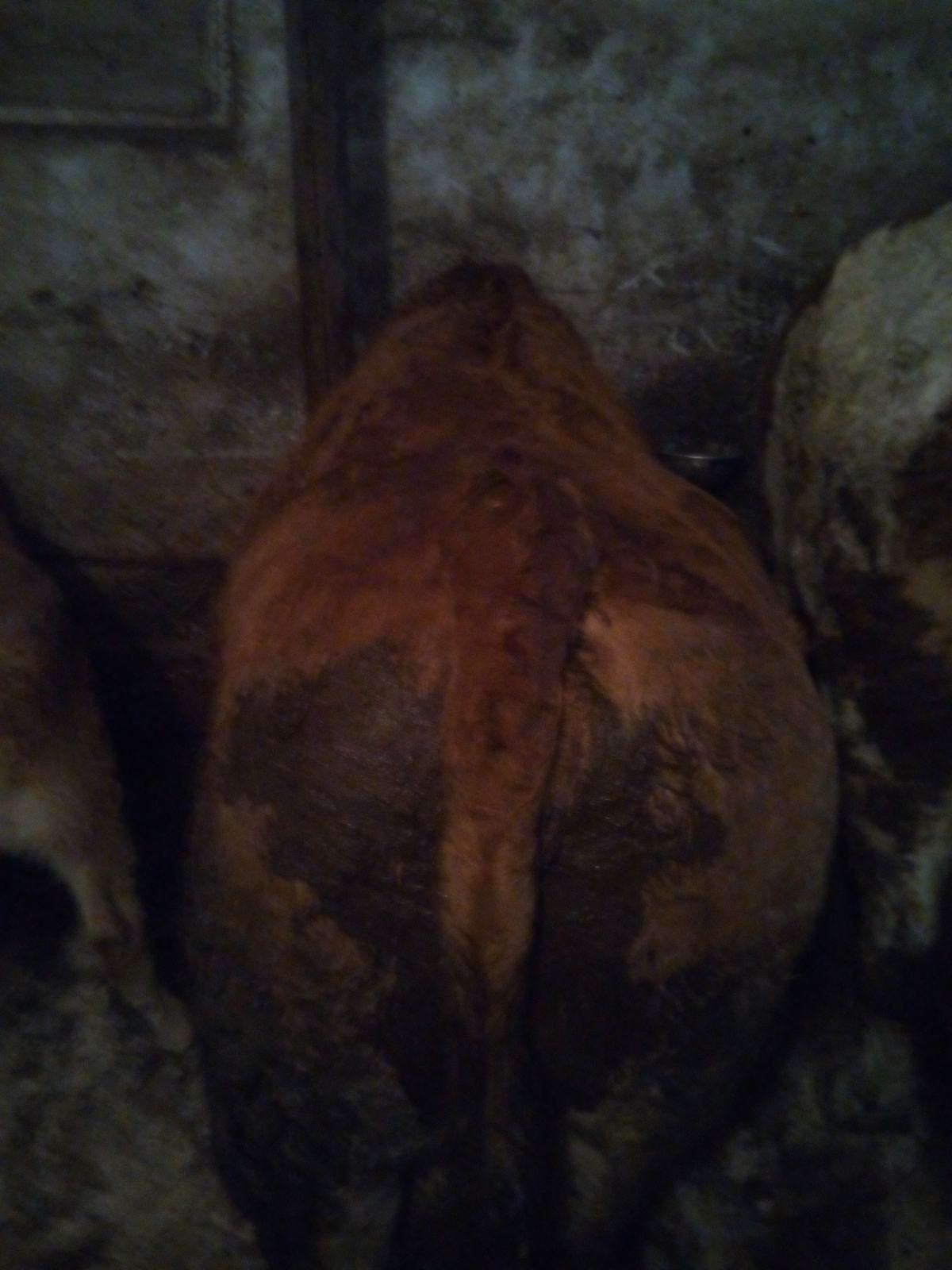 KUPIM KRAVO ALI TELICO ZA ZAKOL