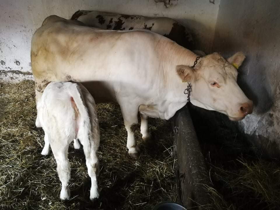Kupim kravo sarole čisto brezrozno