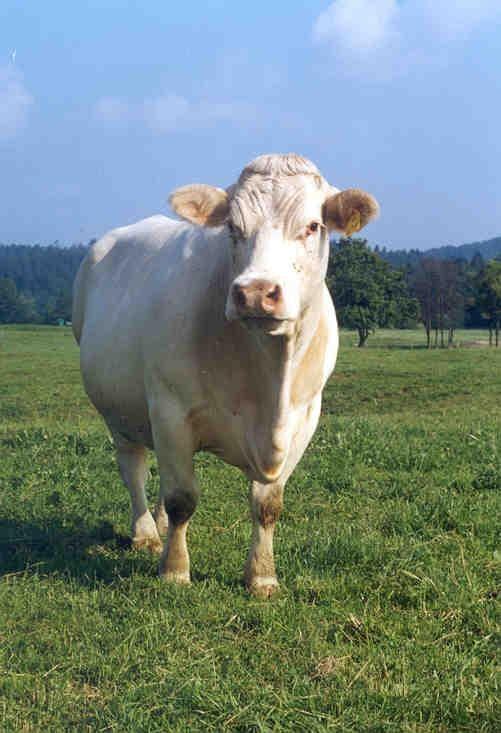 Kupim kravo šarole za domače klanje cca 750 kg