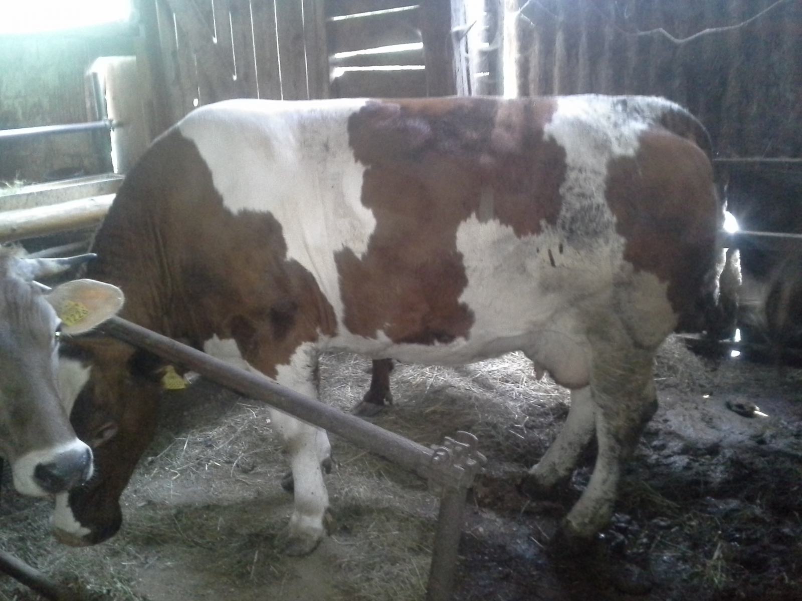 KUPIM PITANE KRAVE ZA ZAKOL!!