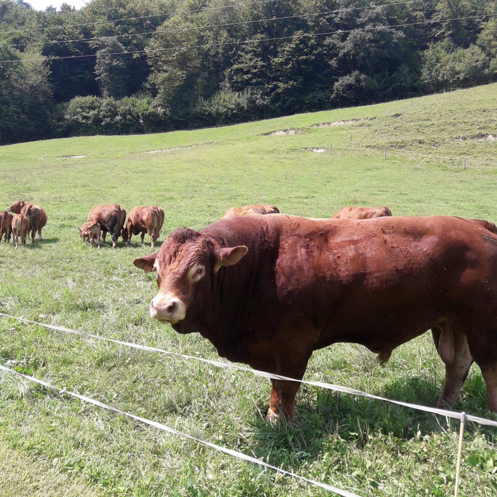 Limuzin plemenski bik