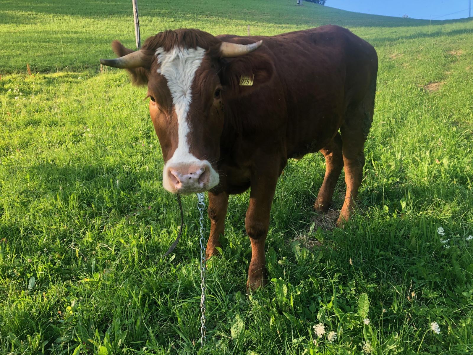 Mlada krava - telica