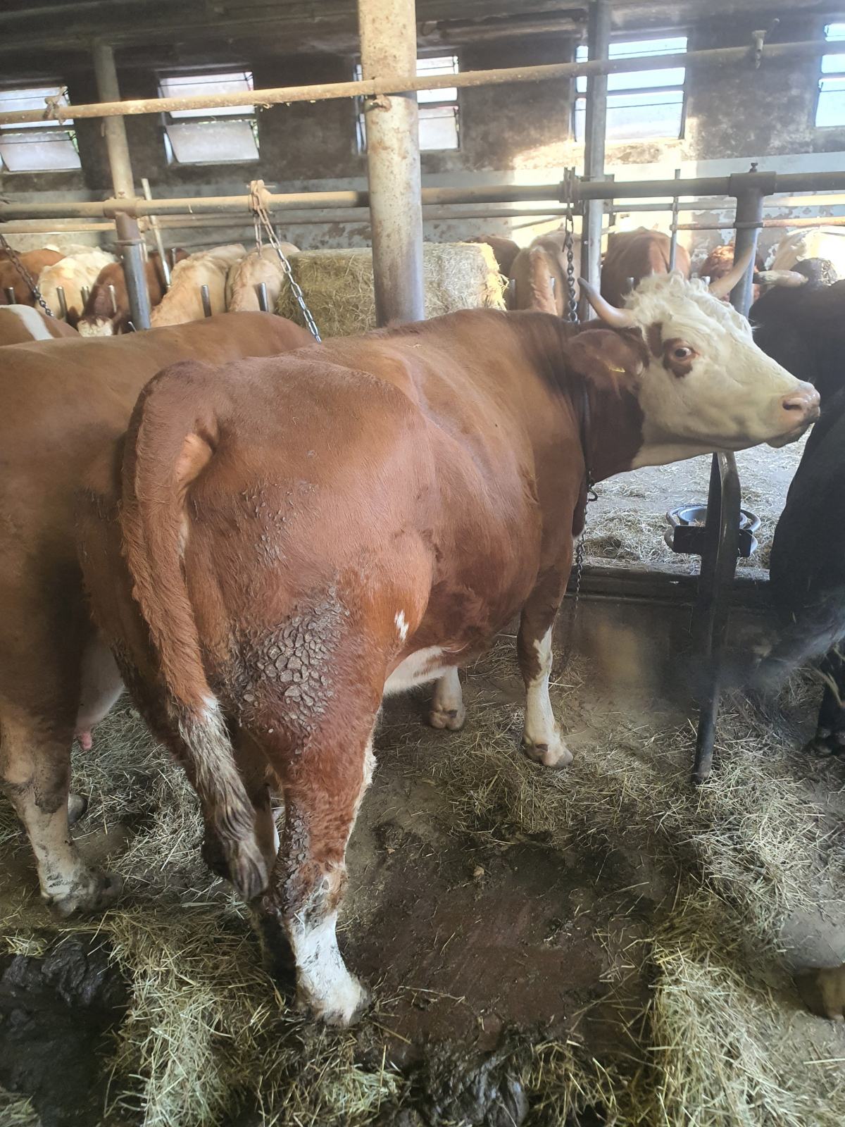 Mlada krava za zakol