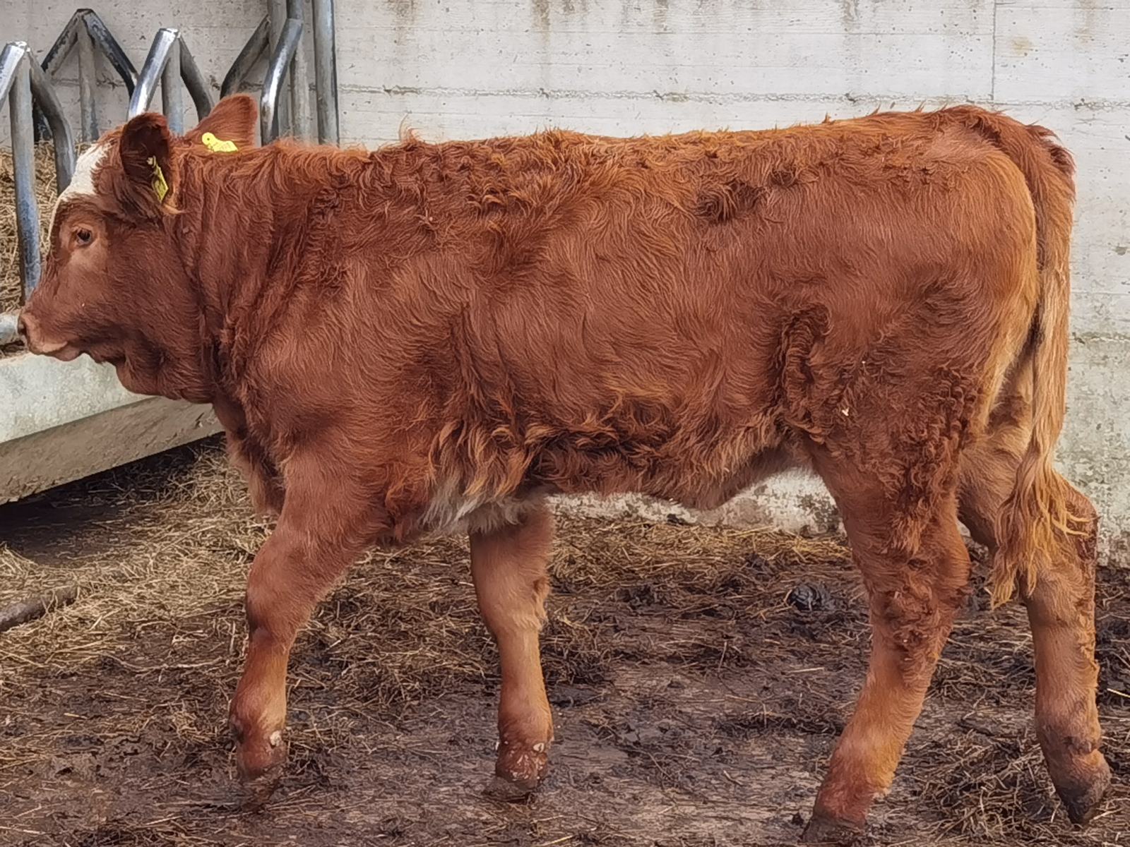 PAŠNA TELICA LIM/LS