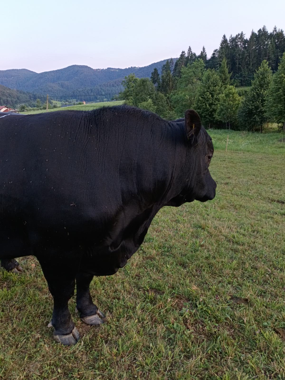 Plemenski bik Amberdeen angus