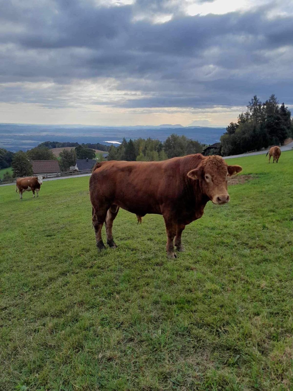 Plemenski bik limuzin