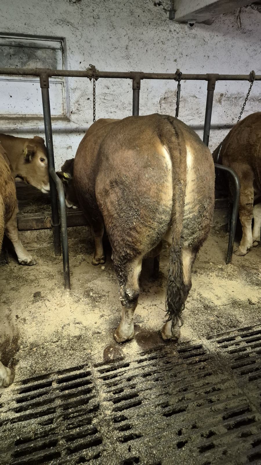 Plemenski bik Limuzin