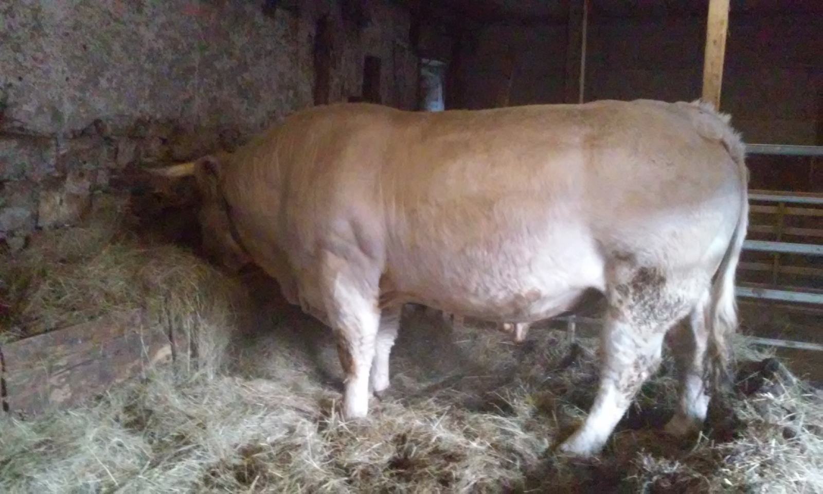 Plemenski bik pasme šarole star 4 leta