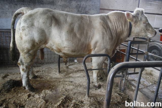 Plemenski bik Šarole